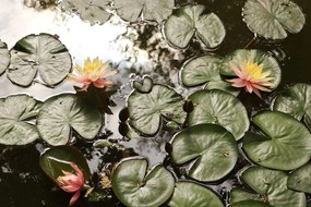Samolepící fototapeta lotosový květ v zahradě