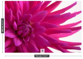 Fototapeta Dahlia Pink 104x70