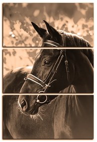 Obraz na plátně - Černý kůň - obdélník 7220FB (105x70 cm)