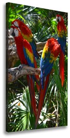 Wallmuralia Vertikální Vertikální Foto obraz na plátně do obýváku Papoušci Ara 50x100