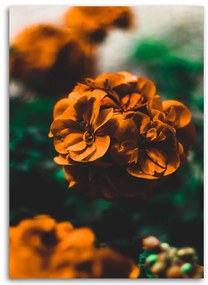 Gario Obraz na plátně Oranžové květy Rozměry: 40 x 60 cm