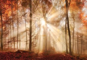 Fototapeta - Podzimní les ve slunci (152,5x104 cm)