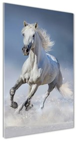 Wallmuralia Vertikální Fotoobraz na skle Bílý kůň cval 50x100