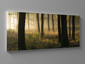 XXL obraz ranní paprsky v lese Rozměr: 300 x 150 cm