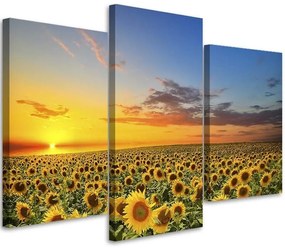Obraz na plátně třídílný Slunečnice Květiny Louka - 150x100 cm