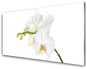 Plexisklo-obraz Orchidej Květiny Příroda 125x50 cm