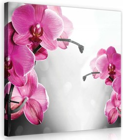 Obraz 80x80 Růže orchideje ve stylu minimalismu do moderního obývacího pokoje