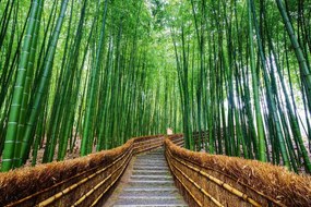 DIMEX | Samolepicí vliesová fototapeta na zeď Cesta bambusovým lesem MA-5-0638 | 375 x 250 cm | zelená, žlutá, šedá