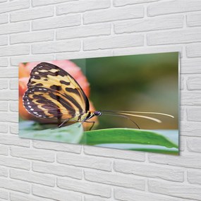 akrylový obraz motýl 125x50 cm