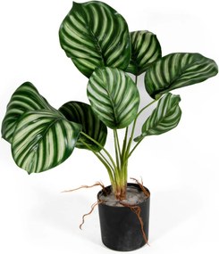 Dekorativní umělá Calathea Hawaj - 30 cm