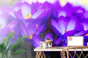 Samolepící fototapeta kvetoucí fialový šafrán - 225x150 cm