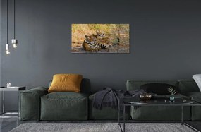 Obraz na skle Tigers 120x60 cm