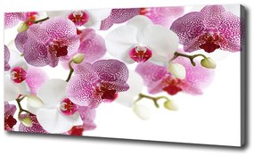 Wallmuralia Foto obraz na plátně do obýváku Orchidej 100x50