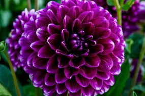 Samolepící fototapeta nádherný fialový květ - 300x200 cm
