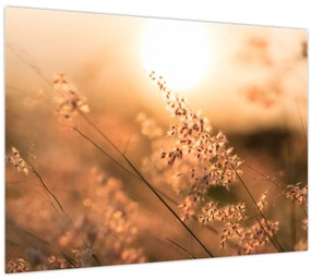 Obraz - Tráva na slunci (70x50 cm)