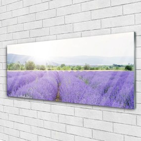 Plexisklo-obraz Pole Levandule Příroda Louka 125x50 cm