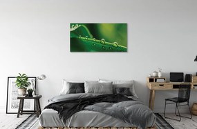 Obrazy na plátně Kapky tráva makro 140x70 cm