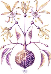 Filip Šenkeřík | Encyclia Rám: Černý, Velikost: 60 x 40 cm