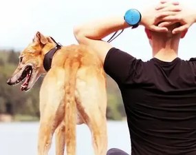 Lishinu3 vodítko černá - velikost L (13-40kg) / Hands-free samonavíjec