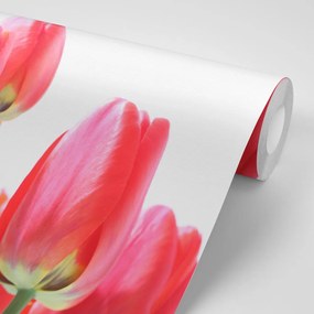 Fototapeta červené polní tulipány