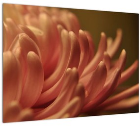 Skleněný obraz detailu květiny (70x50 cm)