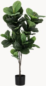 Rostlinná dekorace Ficus
