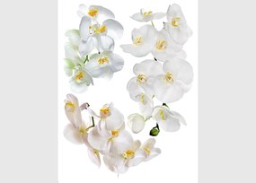Samolepka na zeď Květy Orchideje | 65 x 85 cm | DF1068