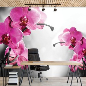 Fototapeta - Orchideje (152,5x104 cm)