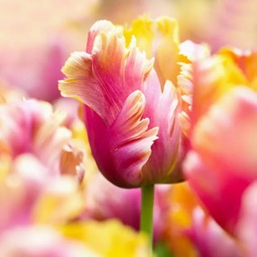 Fotografie Close-up tulips, Helaine Weide, (40 x 40 cm)