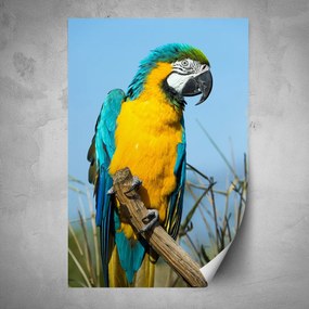 Plakát - Žluto modrý papoušek (80x120 cm) - PopyDesign