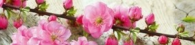 DIMEX | Fototapeta do kuchyně Sakura KI-260-053 | 260 x 60 cm | zelená, růžová
