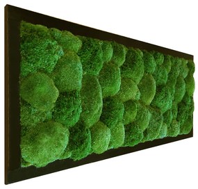 WOODILO Mechový obraz 206 | kopečkový mech | středně zelená Rozměr obrazu: 120x50 cm, Barva rámu: Ořech světlý (mořená borovice), Síla rámu (pohledová): 3,7 cm