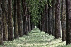 DIMEX | Samolepicí vliesová fototapeta na zeď Travnatý les MA-5-1910 | 375 x 250 cm | zelená, hnědá