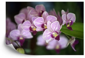 Fototapeta Krásné Orchideje Omyvatelný vlies 135x90