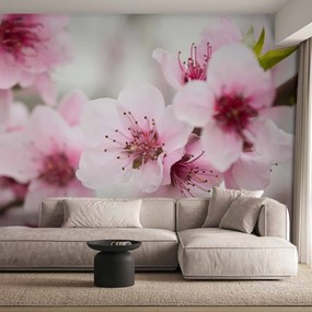 Fototapeta Spring, blooming tree - pink flowers