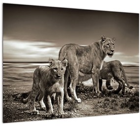 Obraz černobílých lvů (70x50 cm)