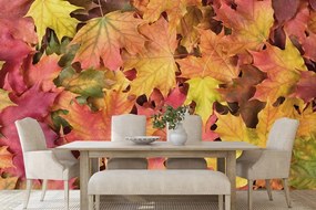 Samolepící fototapeta listy podzimu - 150x100 cm