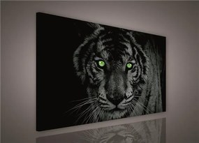 Obraz na plátně tygr zelené oči 100 x 75 cm