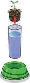 Clementoni SciencePlay Lab: Hydroponická botanika / od 8 let