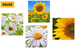 Set obrazů nádherné květiny na louce