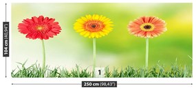 Fototapeta gerbera 104x70