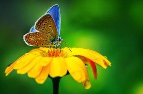 Tapeta - Motýl na květu 2 (120x80 cm) - PopyDesign