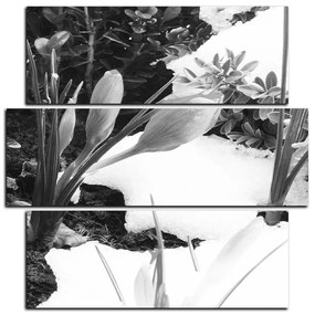 Obraz na plátně - Časné jarní květiny - čtverec 3242QD (75x75 cm)