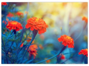 Obraz - Oranžové květy (70x50 cm)