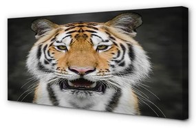 Obrazy na plátně Tygr 100x50 cm