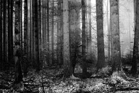 Tapeta tajemný les - 225x150 cm