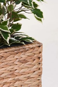 Květináč ASIA, vodní hyacint, výška 30 cm, natur