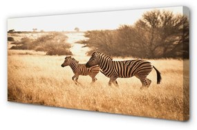 Obrazy na plátně Zebra pole sunset 100x50 cm