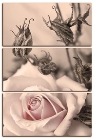 Obraz na plátně - Růže a uschlé rostliny - obdélník 7225FB (90x60 cm  )