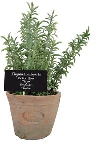 Umělá rostlina (výška 21,5 cm) Thyme – Esschert Design